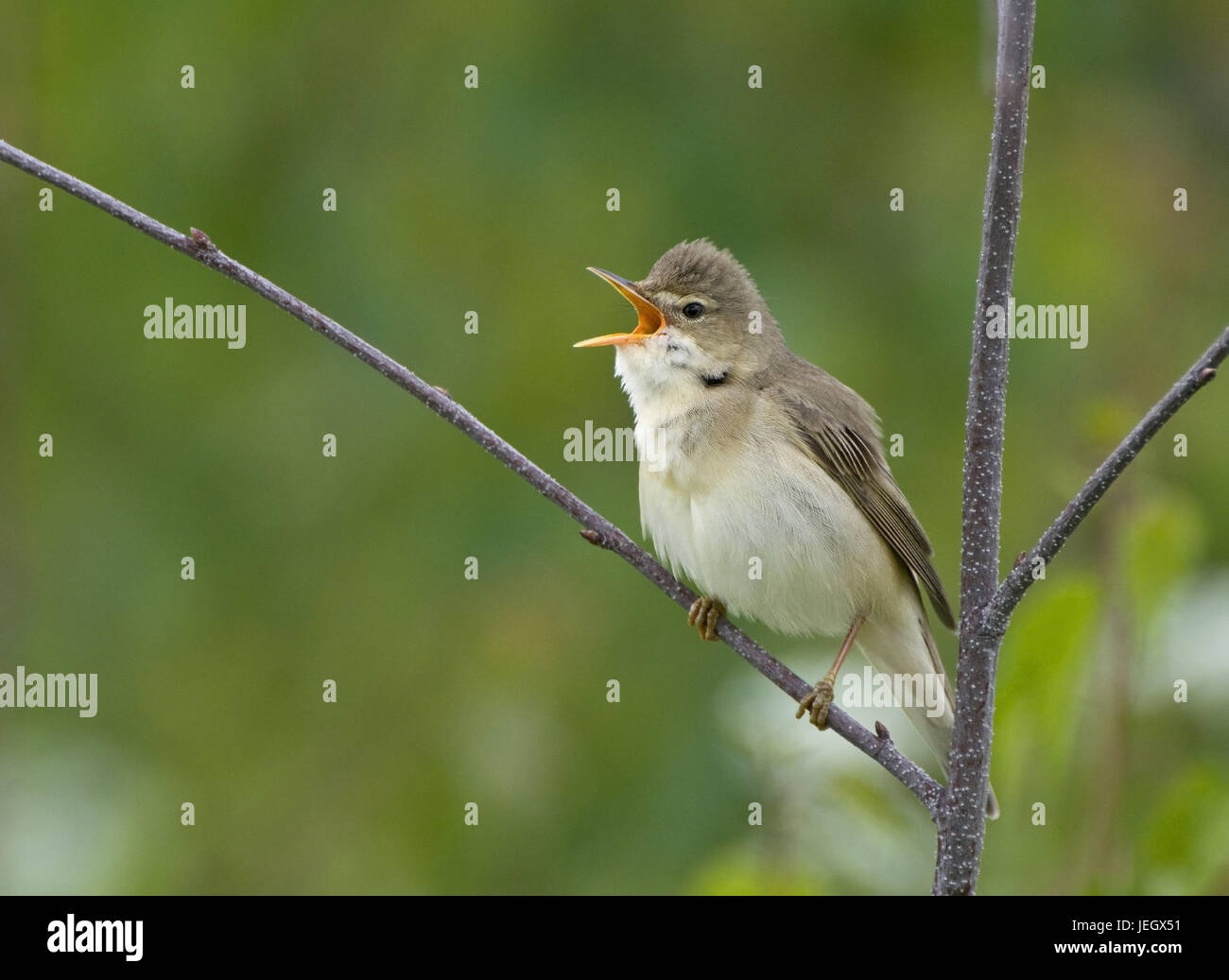 Marsh singer hi-res stock photography and images - Alamy