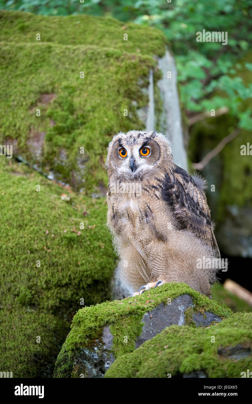 Eagle owl, Bubo bubo, Uhu (Bubo bubo Stock Photo - Alamy