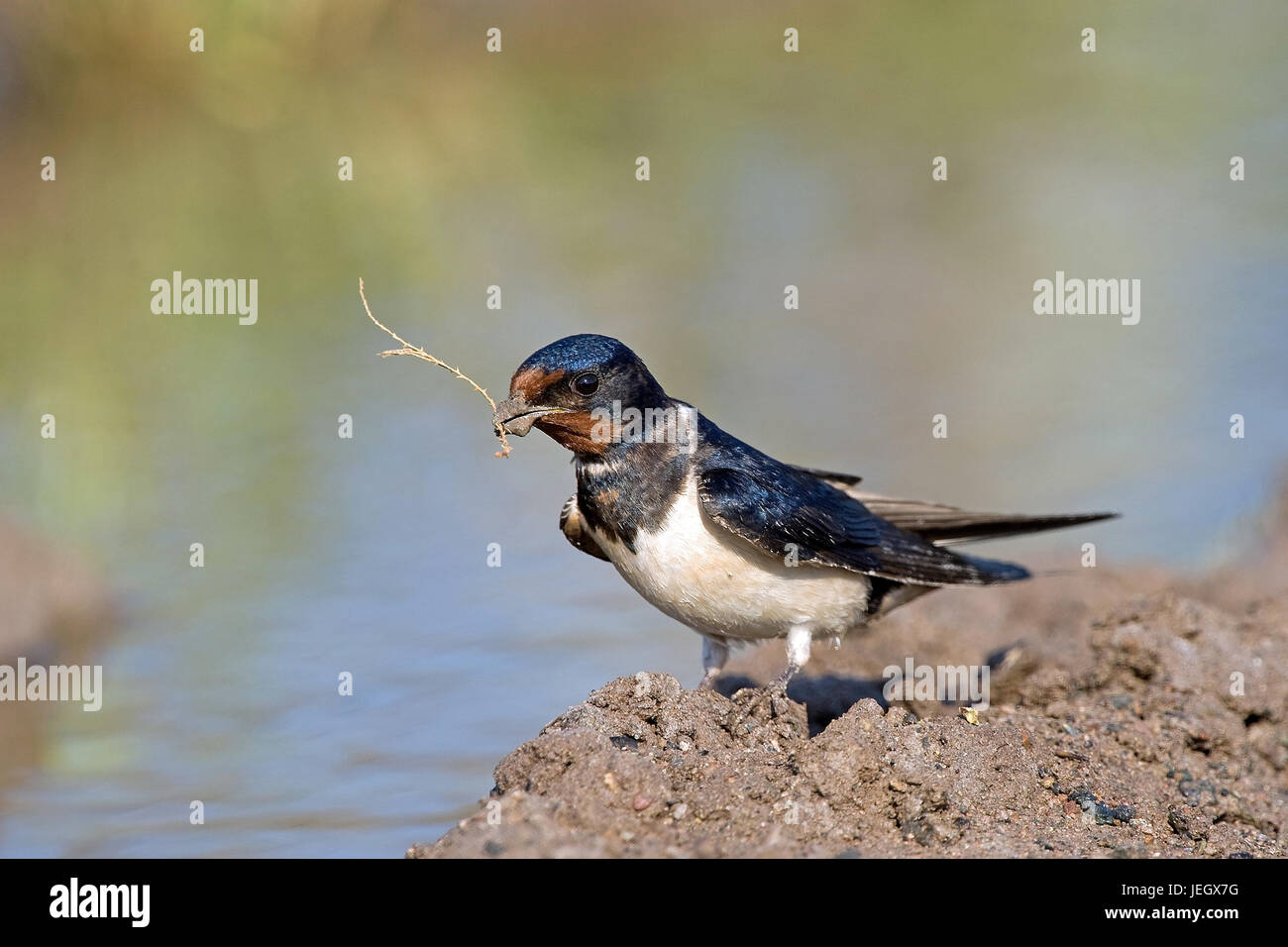 Hirundo rustica branch hi-res stock photography and images - Alamy
