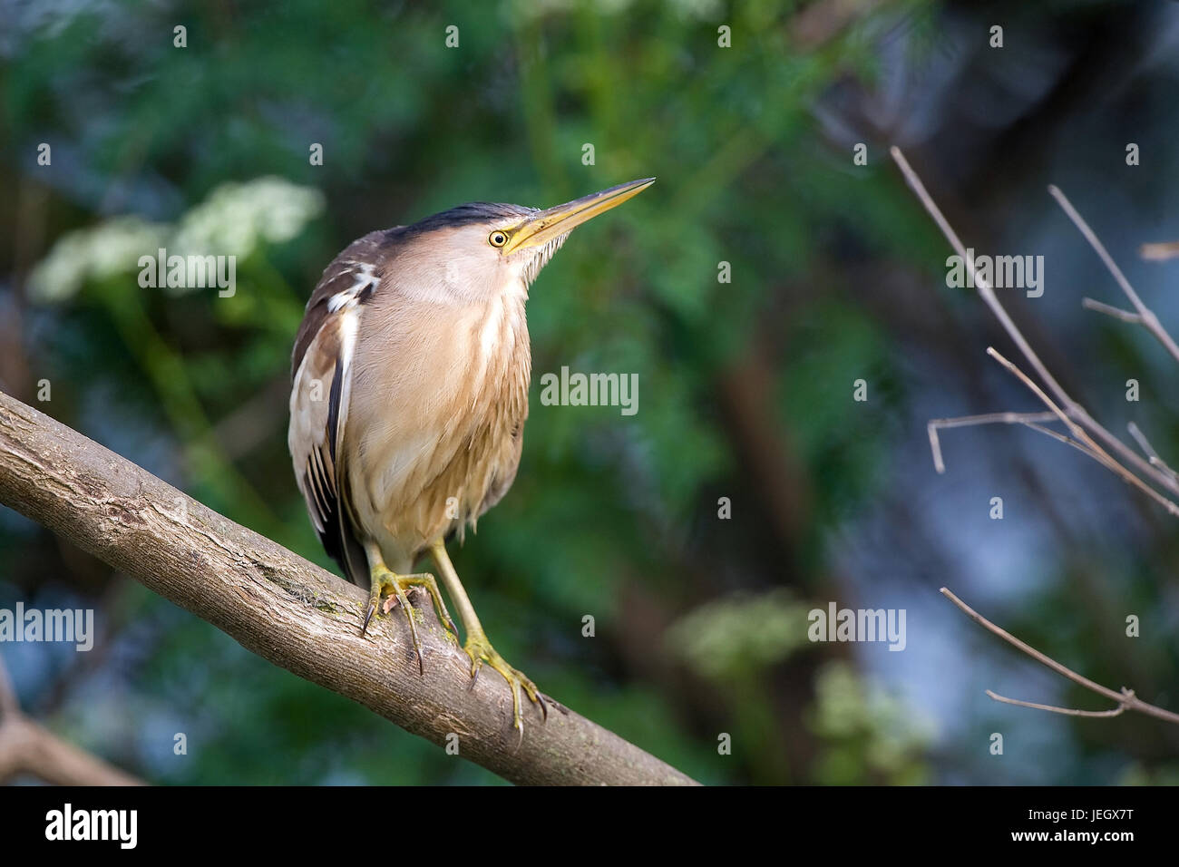 little bittern, common little bittern, Ixobrychus minutus, a wading ...