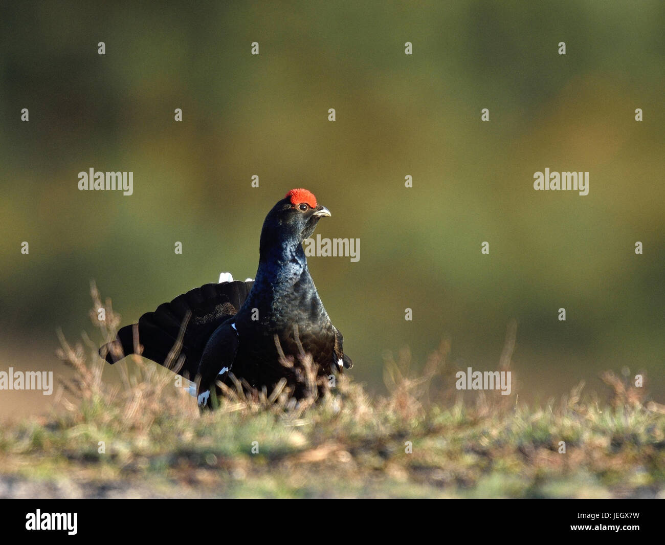 The black grouse, Lyrurus tetrix or Tetrao tetrix with the courtship ...