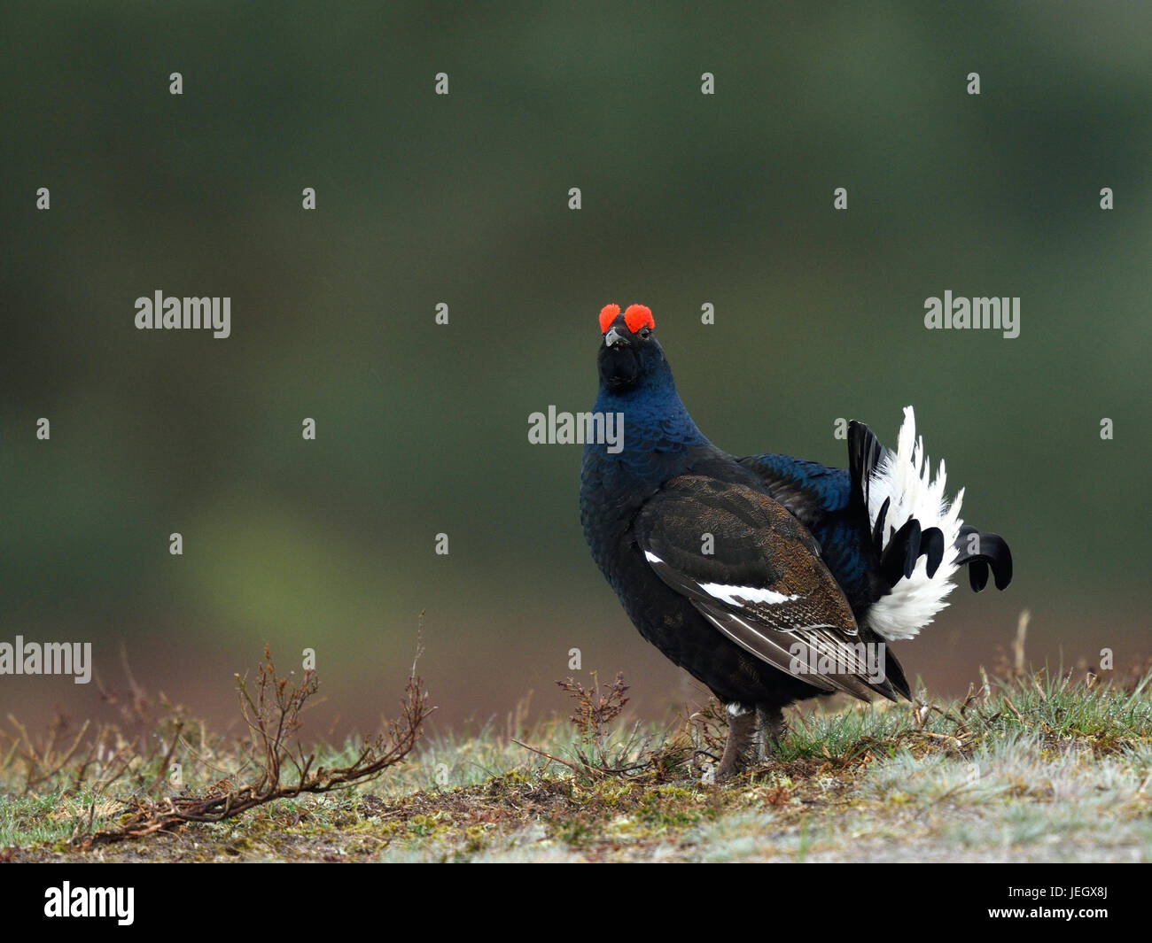 The black grouse, Lyrurus tetrix or Tetrao tetrix with the courtship ...
