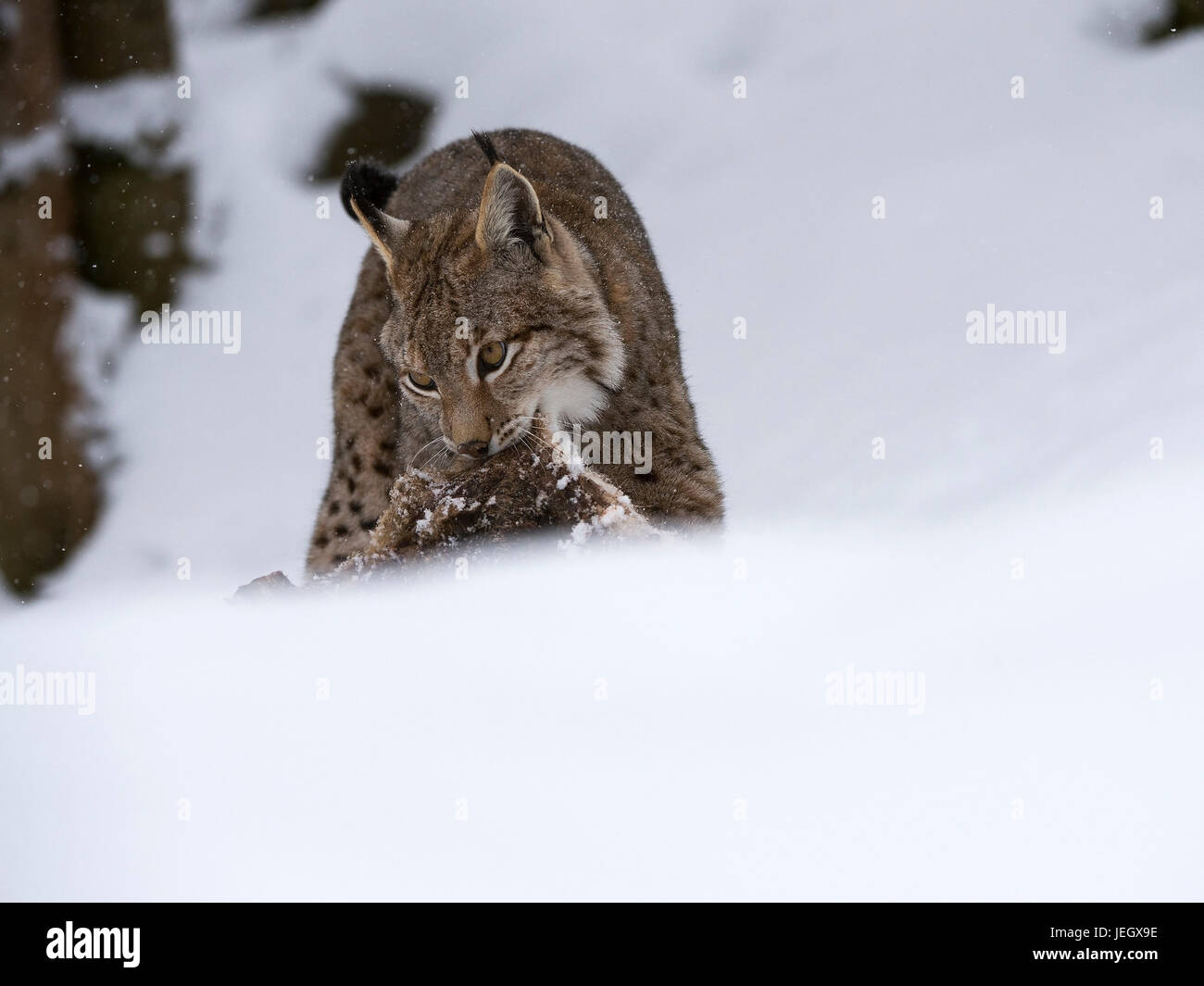Lynx, north lynx, Lynx lynx, in winter, Luchs, Nordluchs, im Winter ...