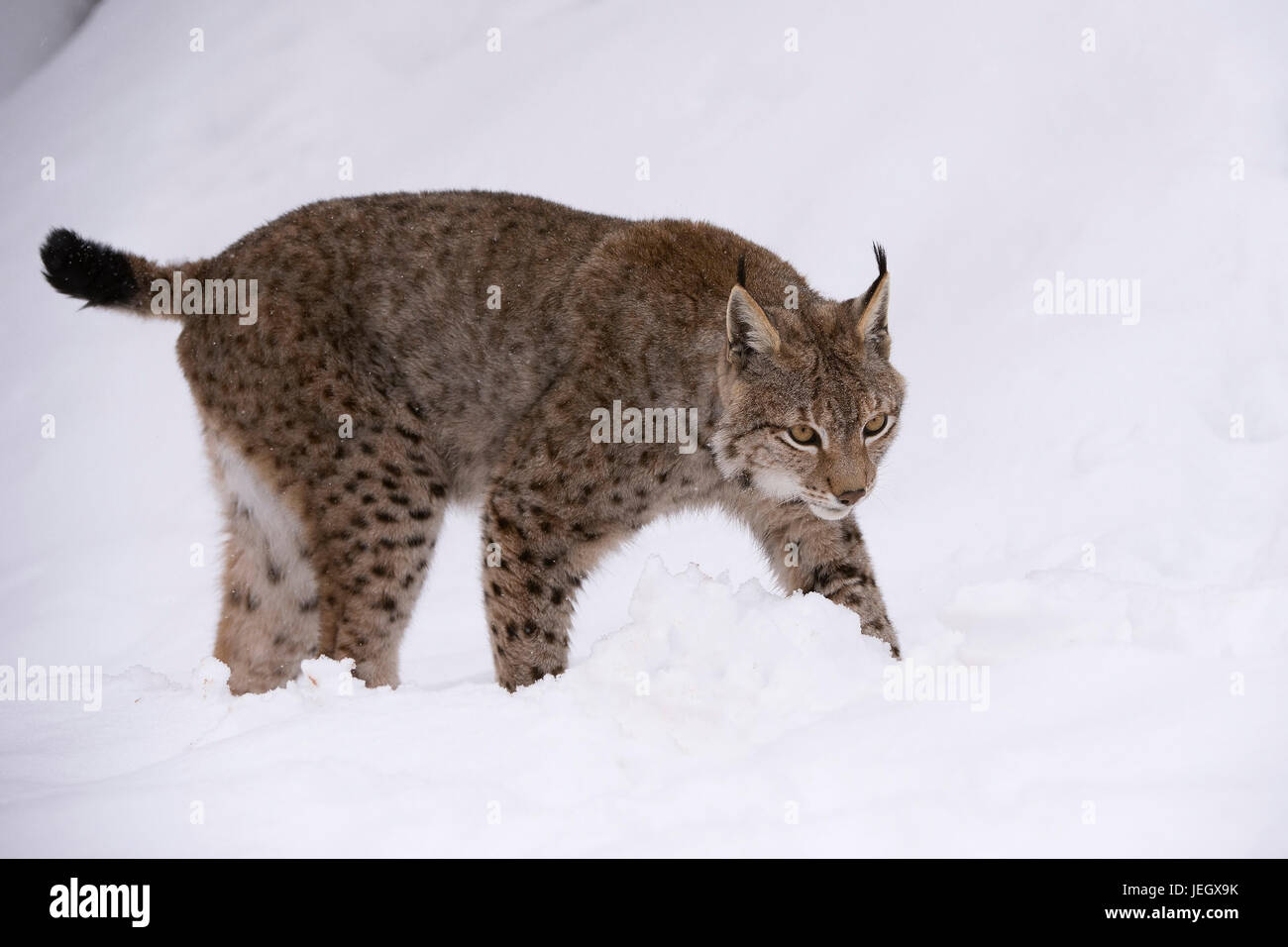 Lynx, north lynx, Lynx lynx, in winter, Luchs, Nordluchs, im Winter ...