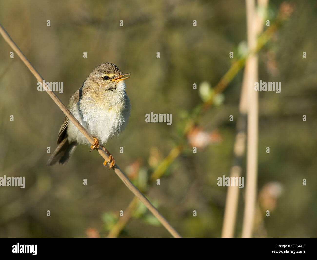 Fitis, Phylloscopus trochilus, Fitis (Phylloscopus trochilus Stock ...