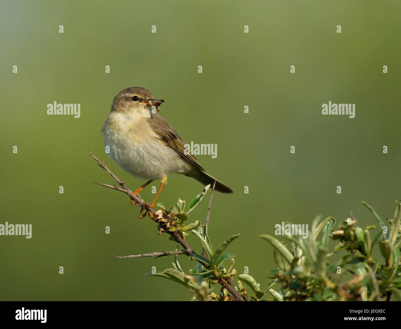 Fitis, Phylloscopus trochilus, Fitis (Phylloscopus trochilus Stock ...