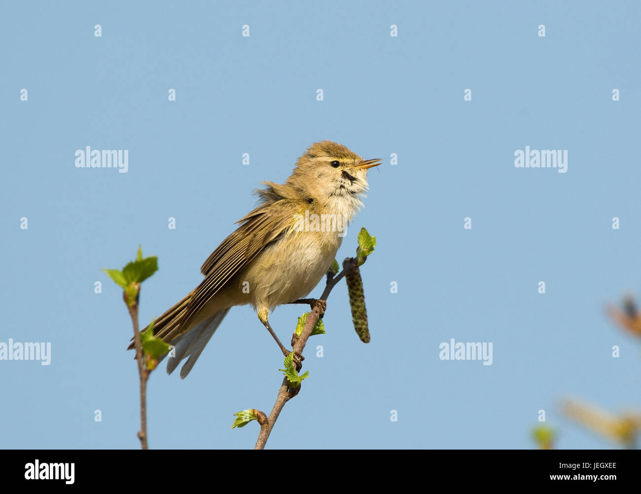 Phylloscopus trochilus ein hi-res stock photography and images - Alamy