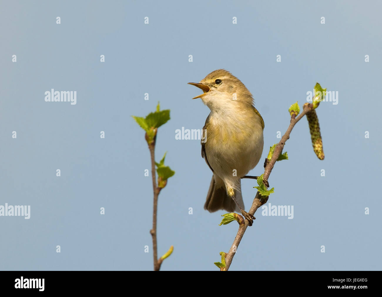 Phylloscopus trochilus ein hi-res stock photography and images - Alamy