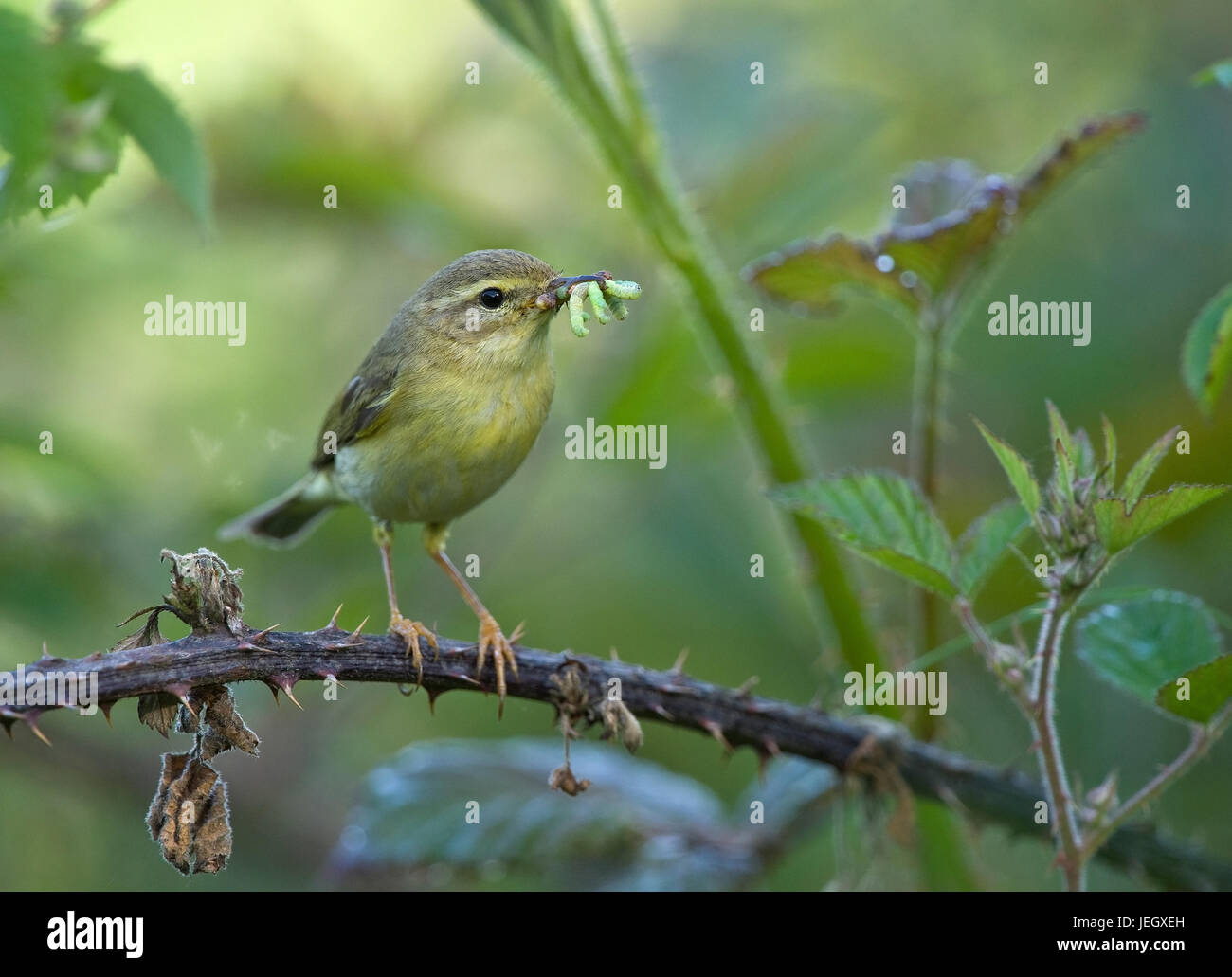 Fitis, Phylloscopus trochilus, Fitis (Phylloscopus trochilus Stock ...