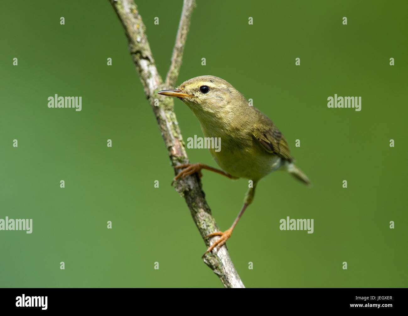 Fitis, Phylloscopus trochilus, Fitis (Phylloscopus trochilus Stock ...