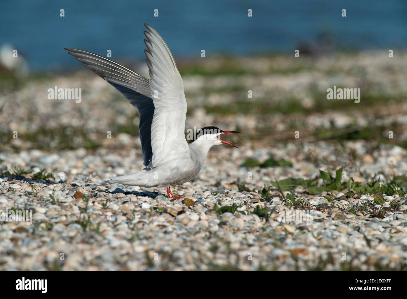 River tern, sterna hirundo, Flußseeschwalbe (Sterna hirundo Stock Photo ...