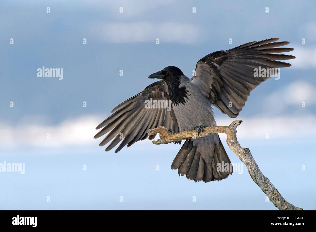 Nebulous crow, Corvus corone cornix, Nebelkrähe (Corvus corone cornix ...