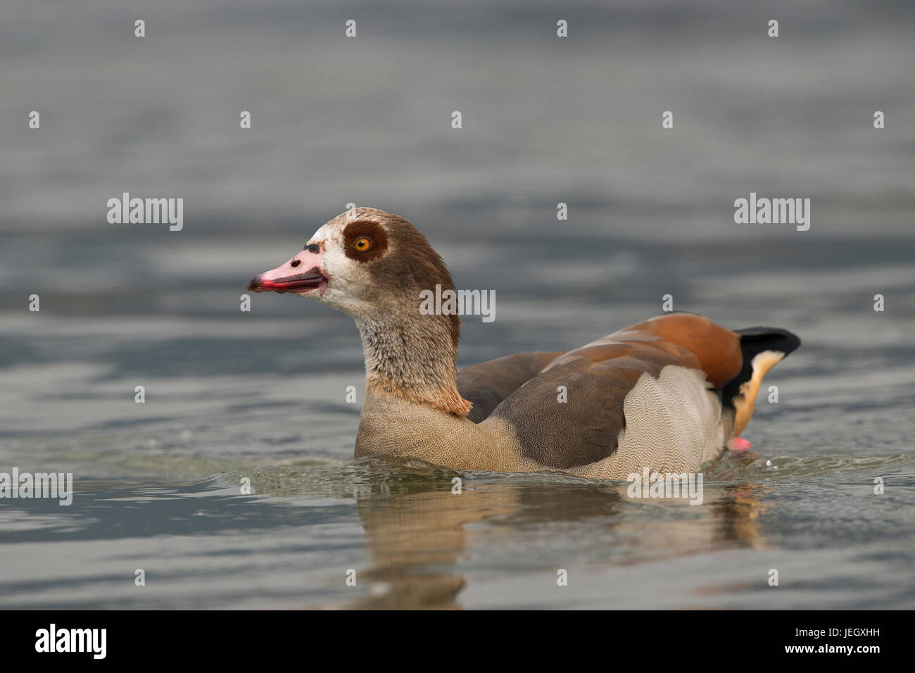 Nile goose, Alopochen aegyptiacus, Nilgans (Alopochen aegyptiacus Stock ...