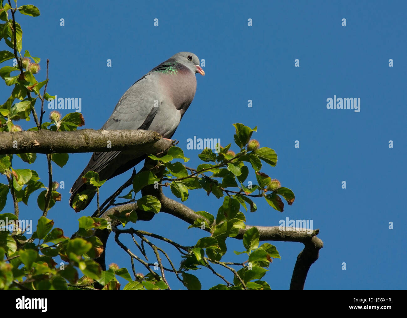 Hollow pigeon hi-res stock photography and images - Alamy