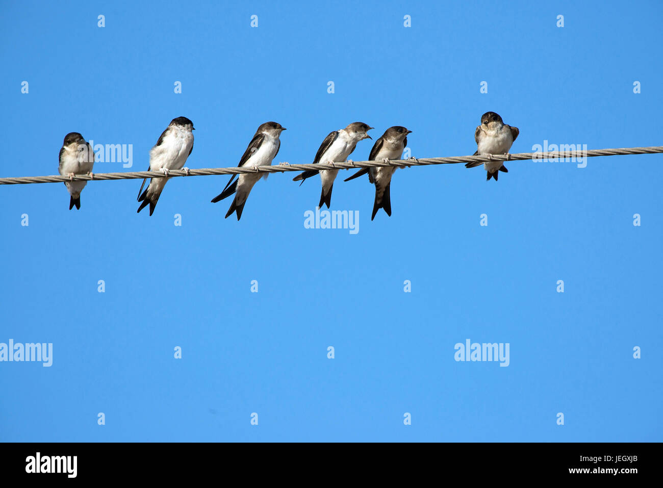 Swallow, Hirundo rustica, Rauchschwalbe (Hirundo rustica Stock Photo ...