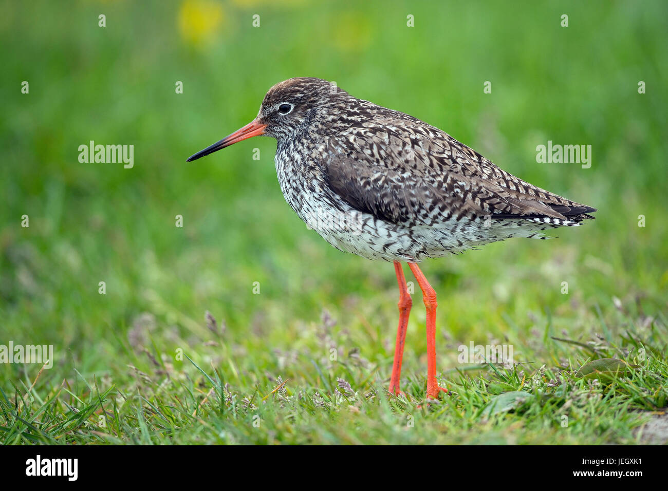 Red thigh, tringa dead anus, Rotschenkel (tringa totanus Stock Photo ...