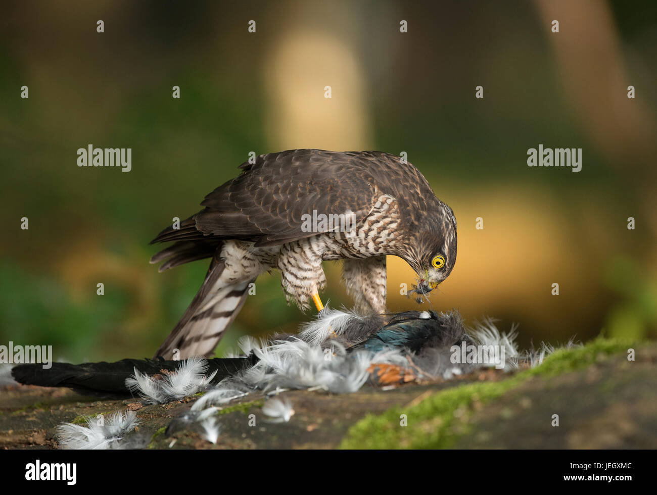 Sparrow hawk, Accipiter nisus, Sperber (Accipiter nisus Stock Photo - Alamy