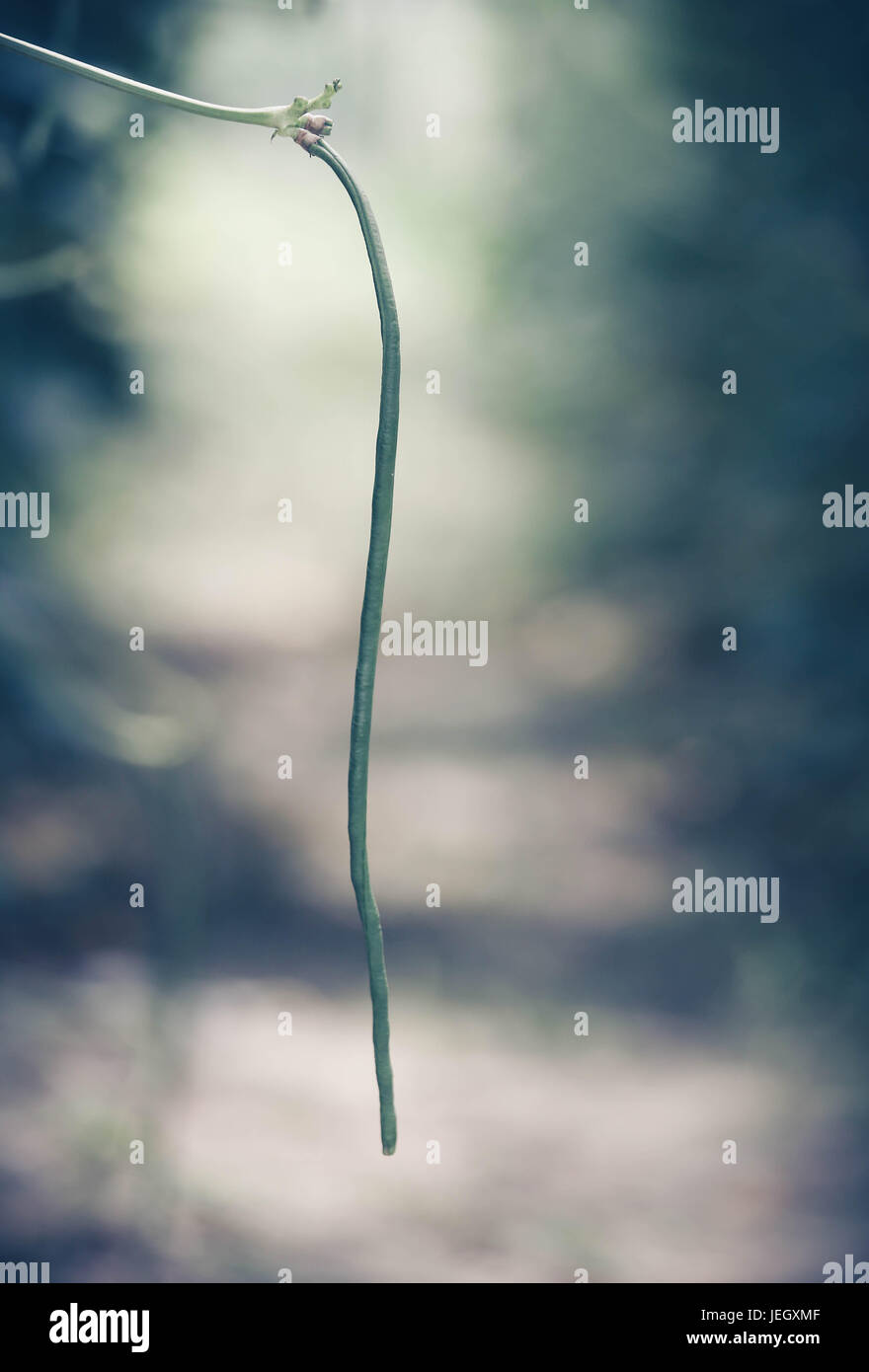 Yard long bean hi-res stock photography and images - Alamy