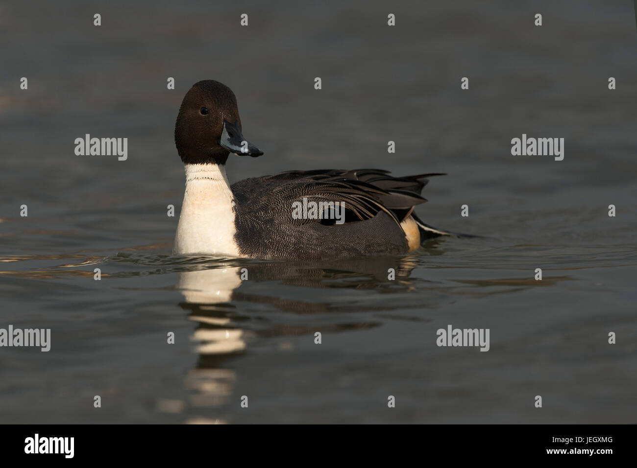 Spit duck, Anas acuta, Spießente (Anas acuta Stock Photo - Alamy