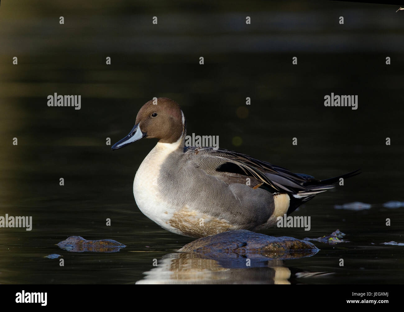 Spit duck, Anas acuta, Spießente (Anas acuta Stock Photo - Alamy