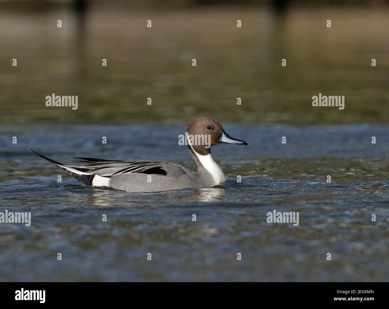 Spit duck, Anas acuta, Spießente (Anas acuta Stock Photo - Alamy