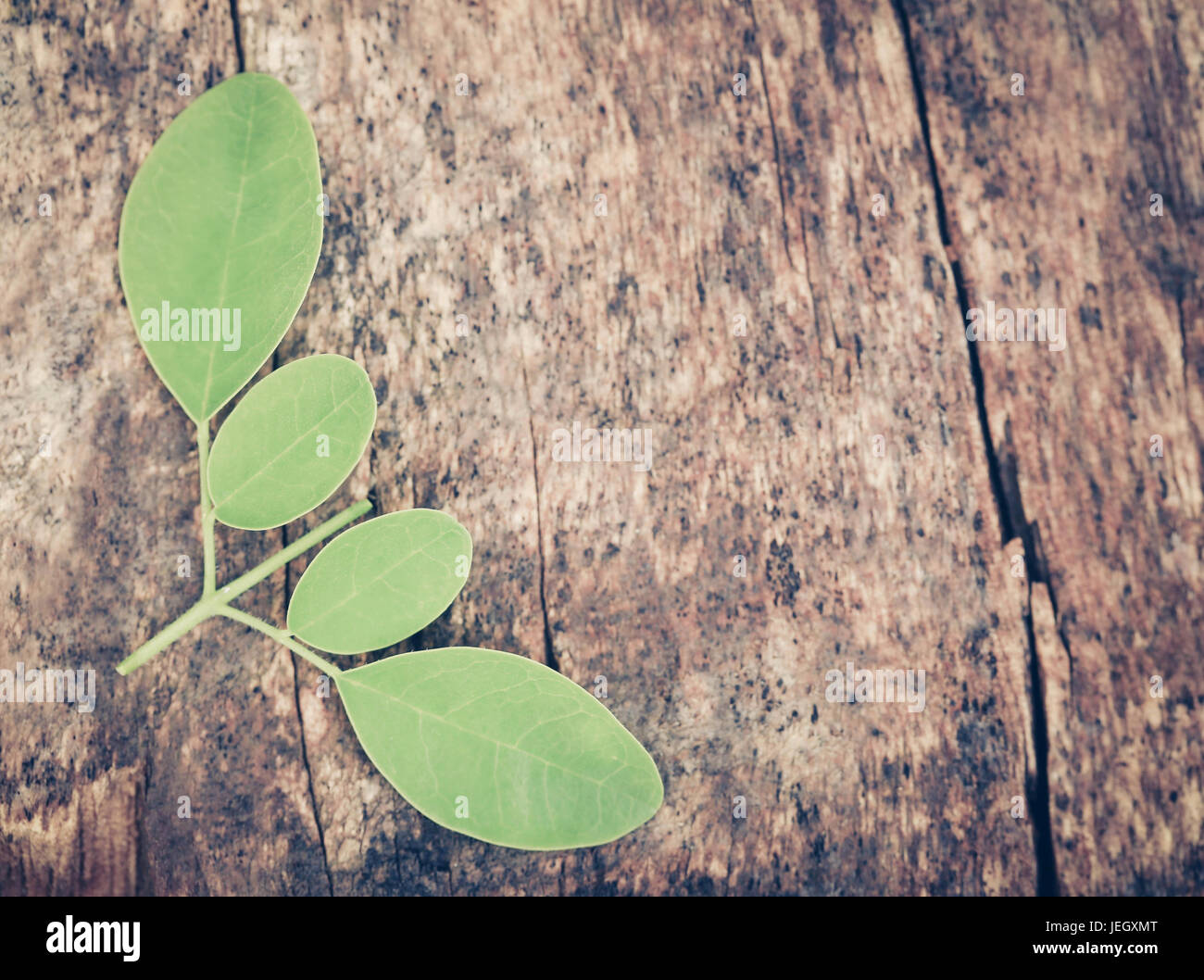 Moringa leaves alternative medicine hi-res stock photography and images ...