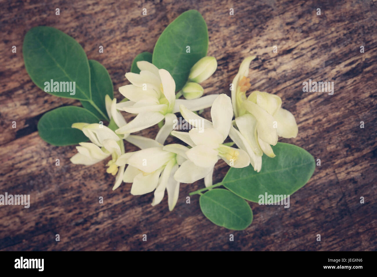 Medicinal moringa flower with green leaves in timber surface Stock ...