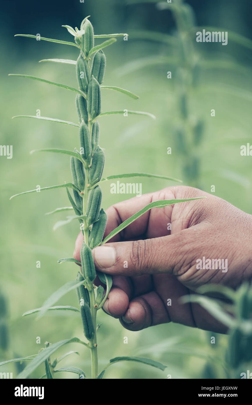 Sesame seed pods and plant hi-res stock photography and images - Alamy