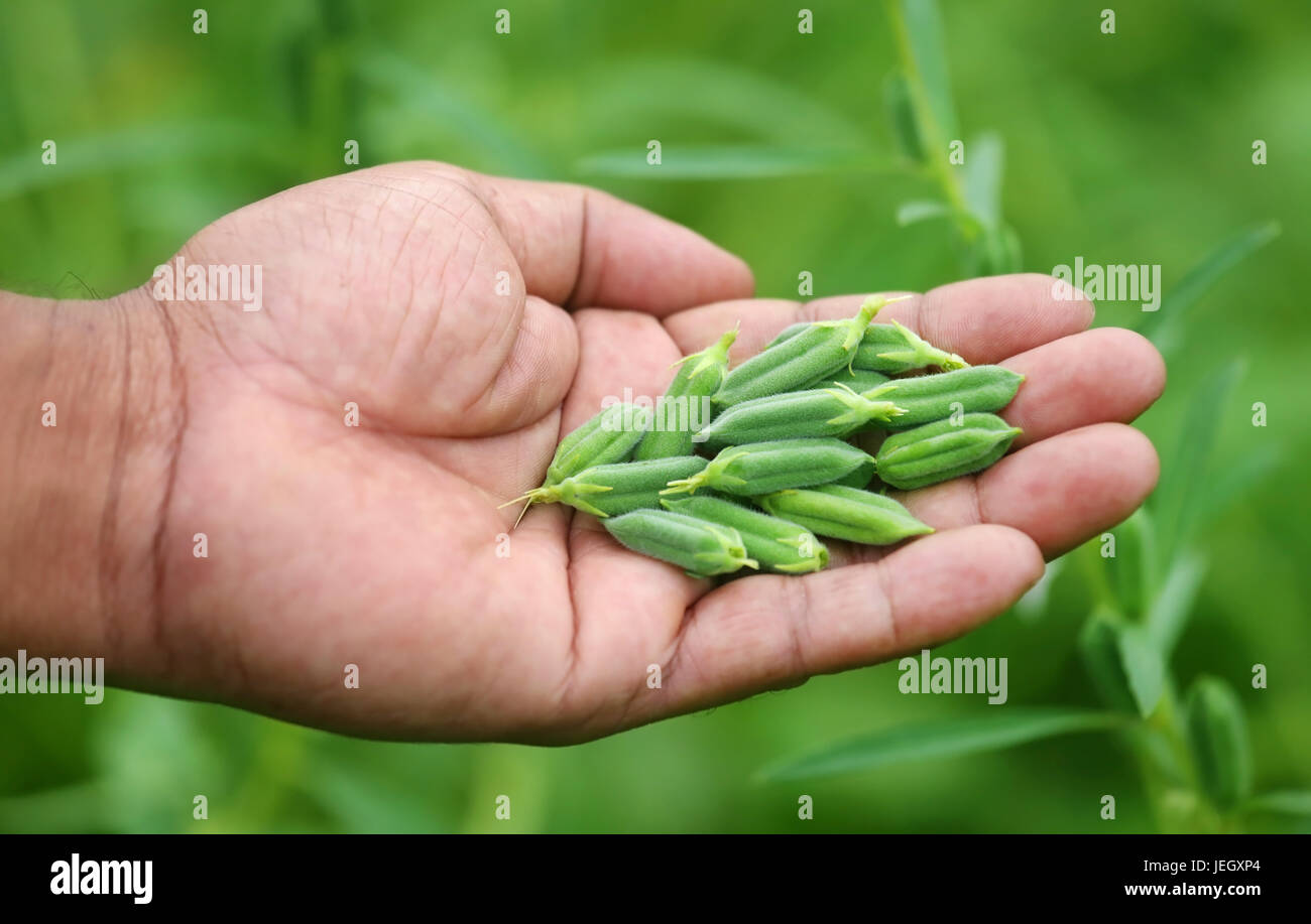 Sesame seed pods and plant hi-res stock photography and images - Alamy