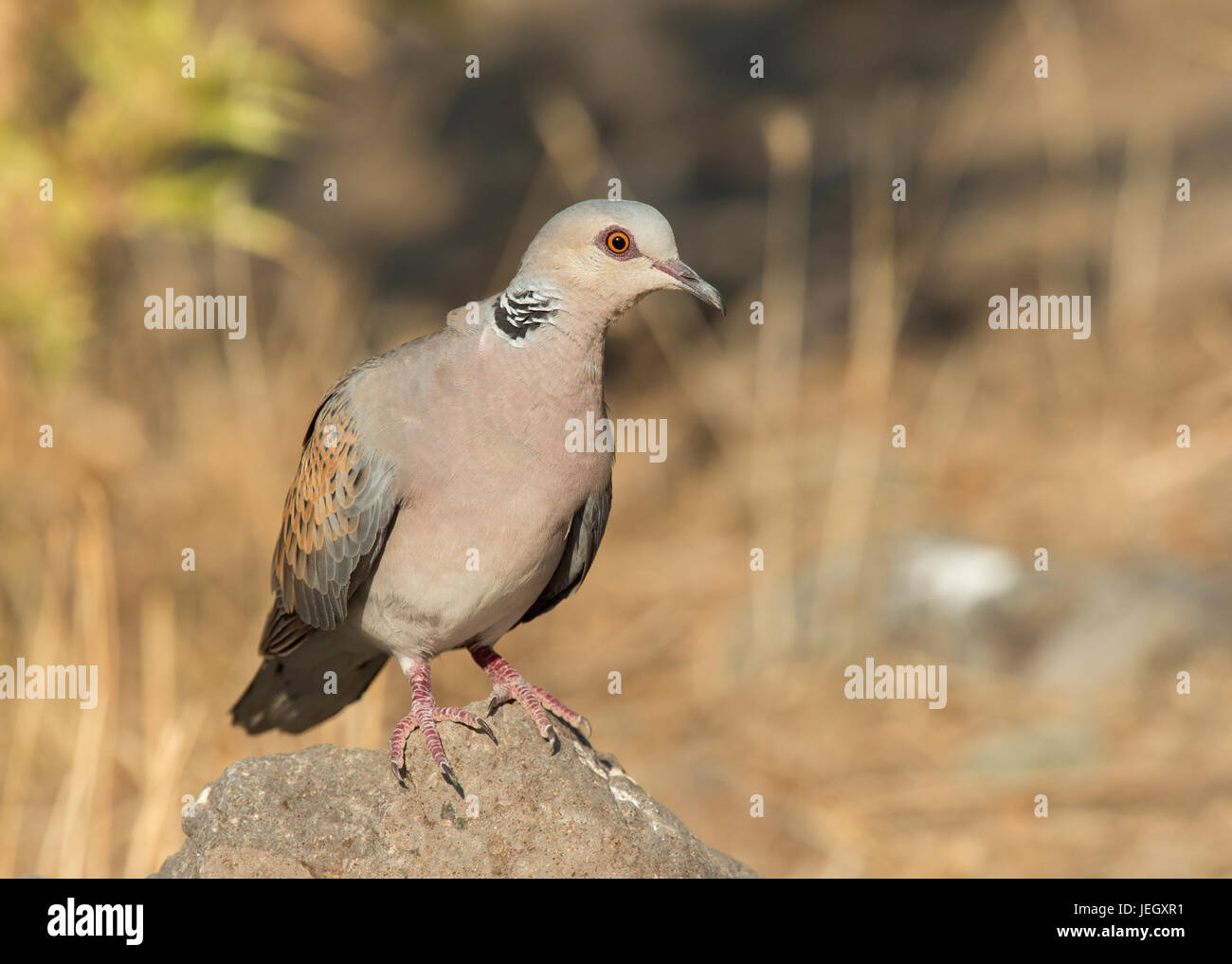 Turtledove, Streptopelia turtur, Turteltaube (Streptopelia turtur Stock ...