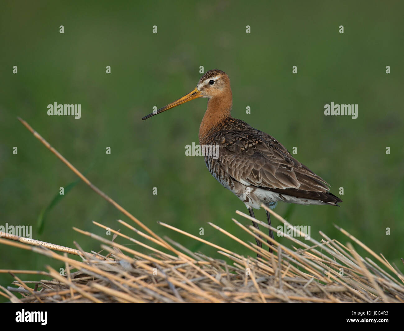 Bank snipe, Limosa limosa , Uferschnepfe (Limosa limosa Stock Photo - Alamy