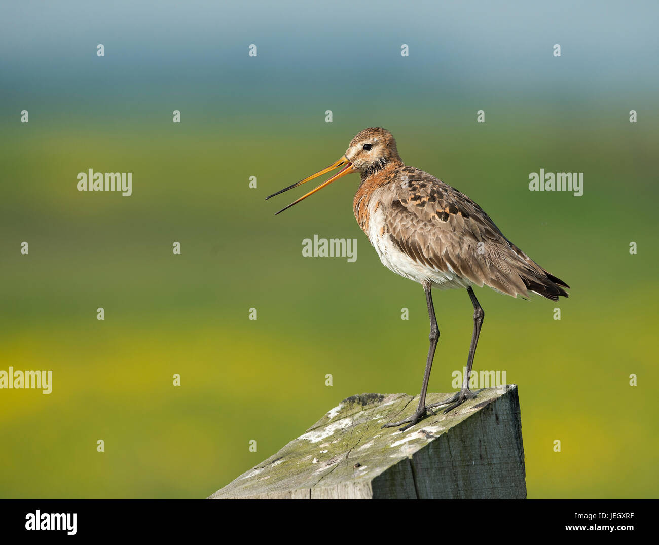 Bank snipe, Limosa limosa, Uferschnepfe (Limosa limosa Stock Photo - Alamy