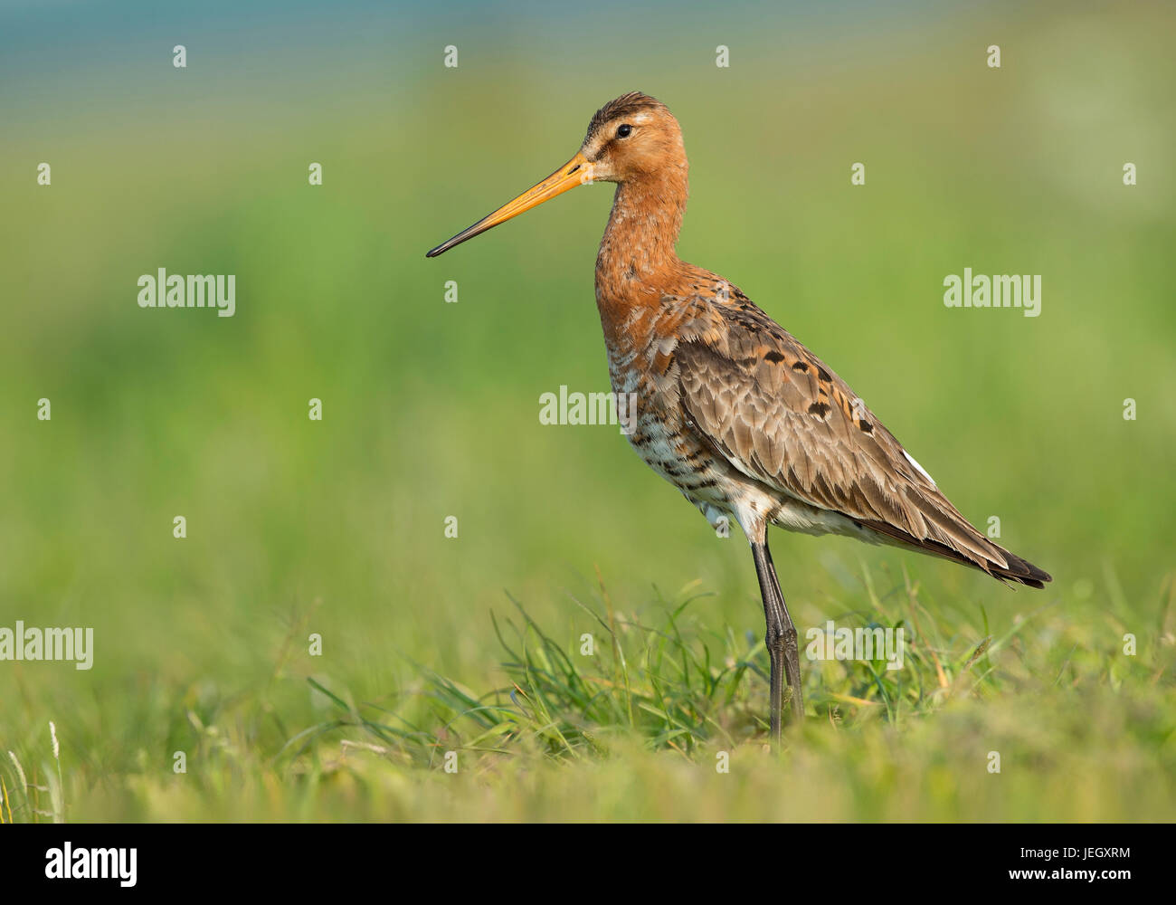 Bank snipe, Limosa limosa, Uferschnepfe (Limosa limosa Stock Photo - Alamy
