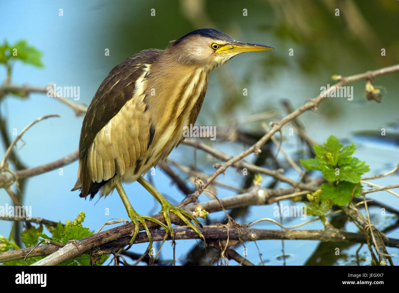 little bittern, common little bittern, Ixobrychus minutus, a wading ...
