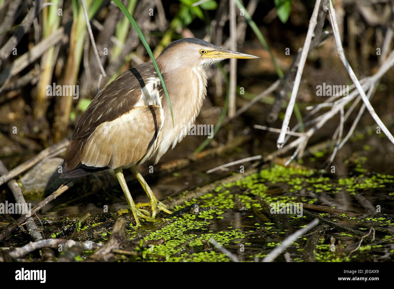 little bittern, common little bittern, Ixobrychus minutus, a wading ...