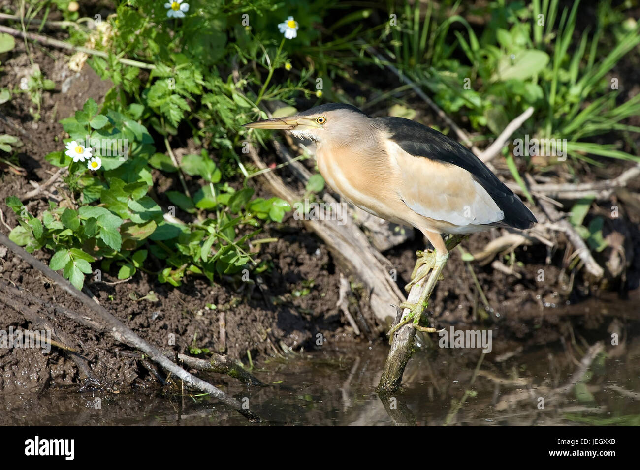 little bittern, common little bittern, Ixobrychus minutus, a wading ...