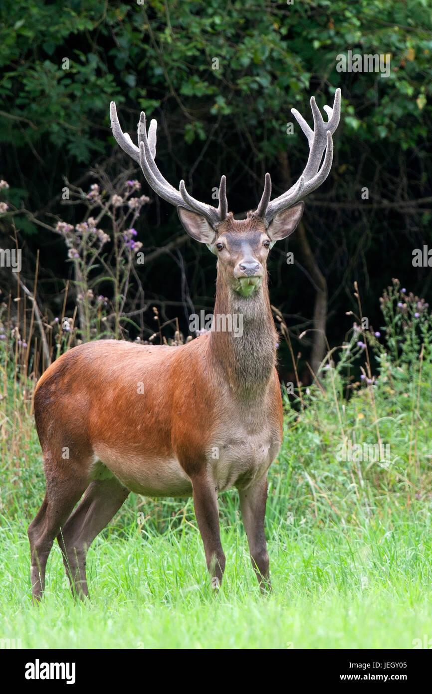 Red deer, Cervus elaphus, Rothirsch (Cervus elaphus Stock Photo - Alamy