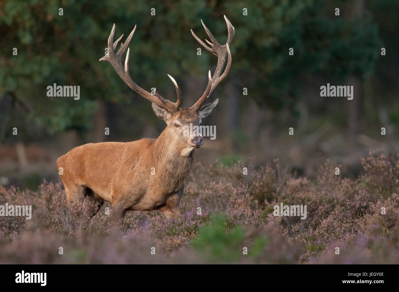 Red deer, Cervus elaphus, Rothirsch (Cervus elaphus Stock Photo - Alamy