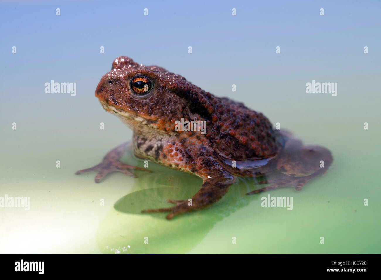 Earth toad hi-res stock photography and images - Alamy