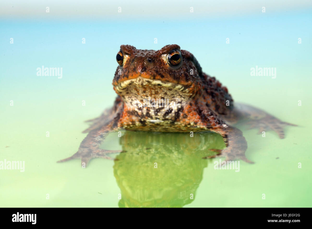 Earth toad hi-res stock photography and images - Alamy