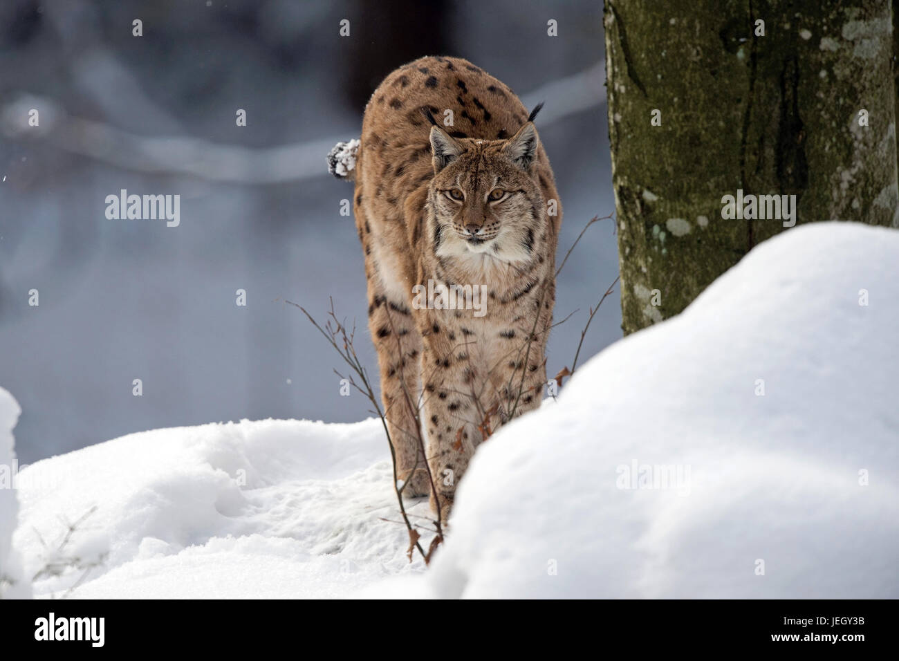 Lynx in winter, Lynx lynx, Luchs im Winter Stock Photo - Alamy