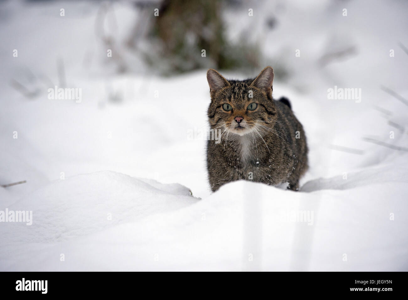 Wald deutschland wildkatze hi-res stock photography and images - Alamy
