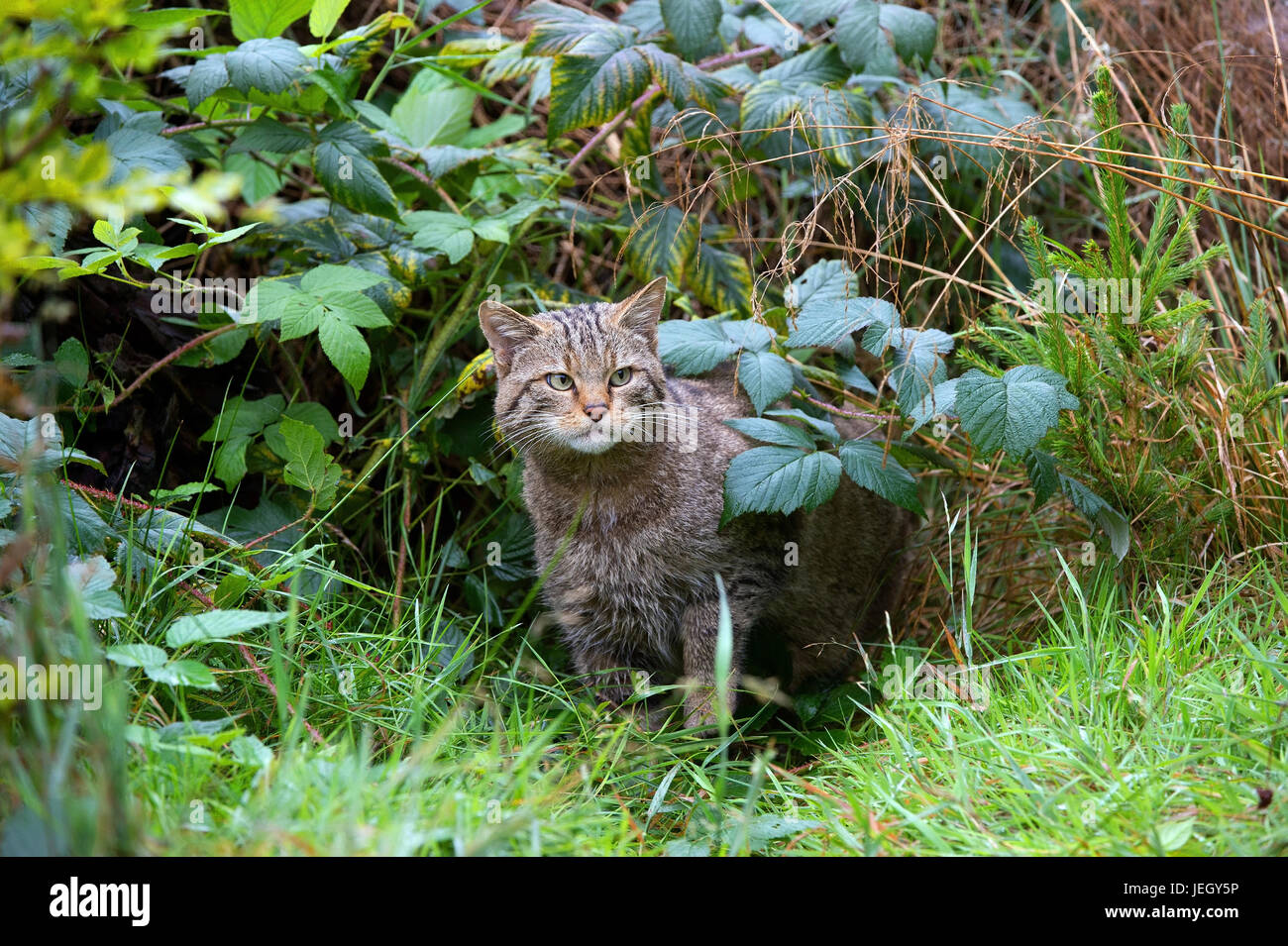 Wildcat in winter on food search, Felis silvestris silvestris ...