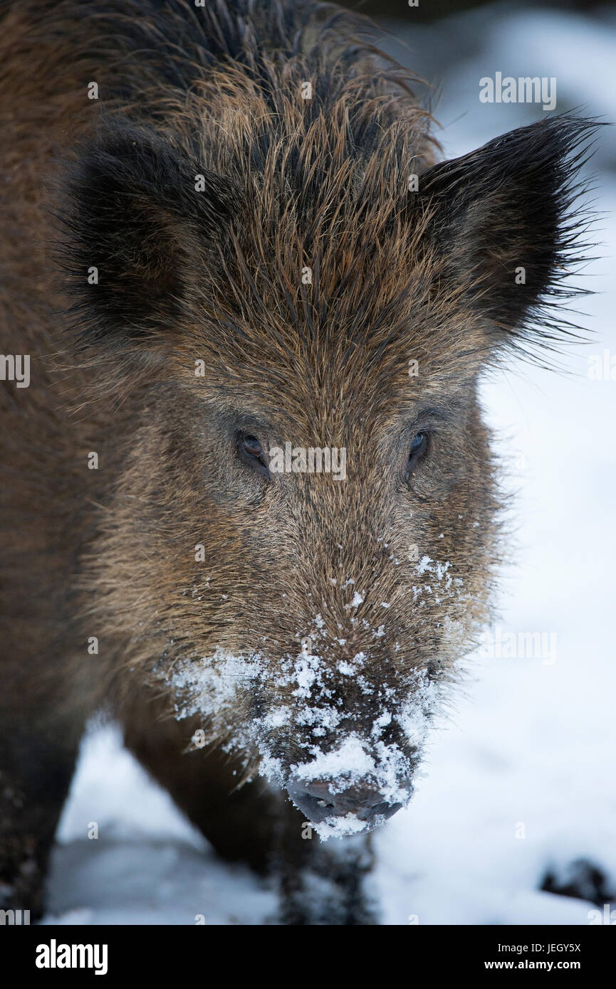 Wild boar winter on food search, Sus scrofa, Wildschwein Winter auf ...