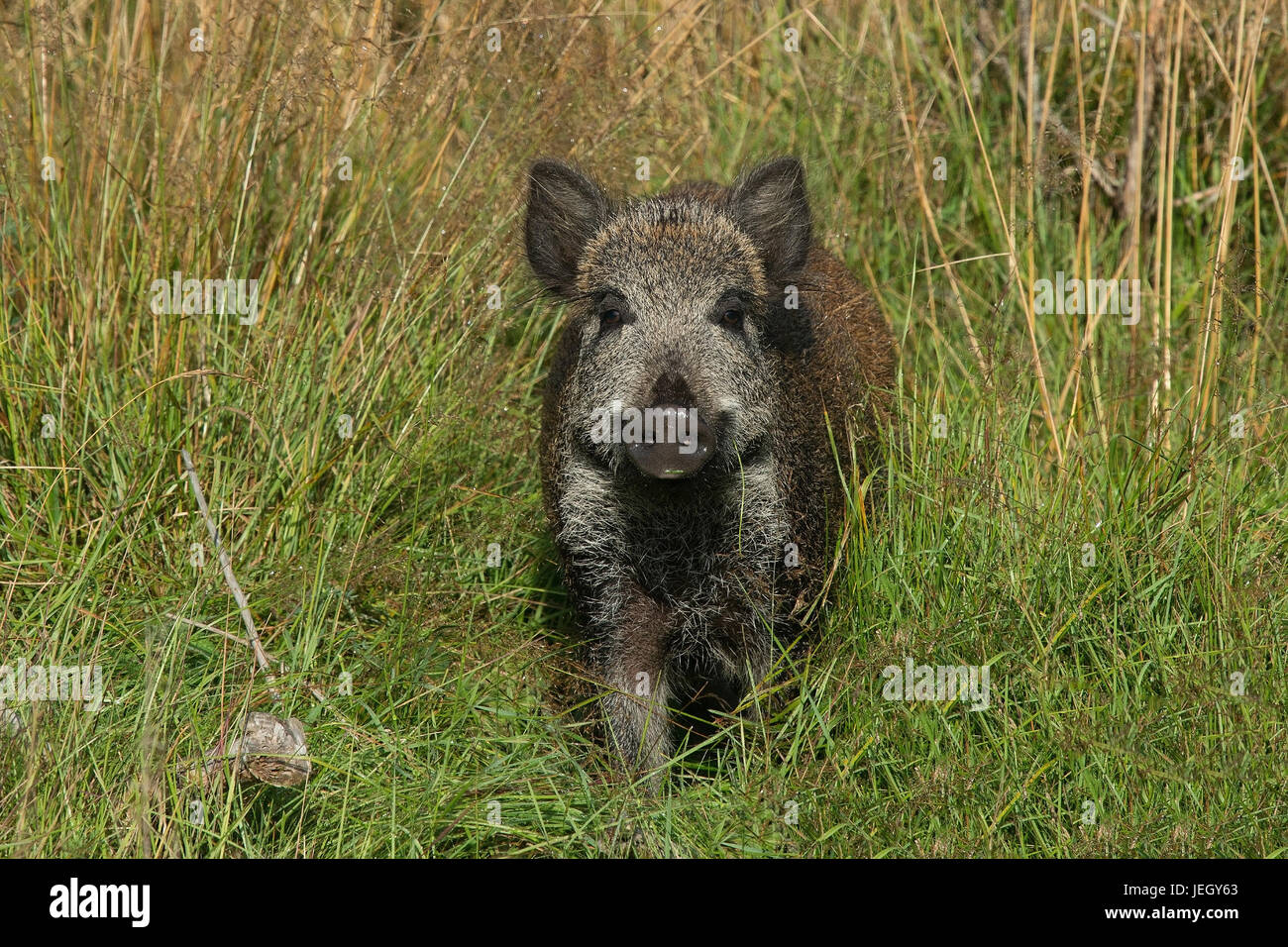 Wild boar winter on food search, Sus scrofa, Wildschwein Winter auf ...