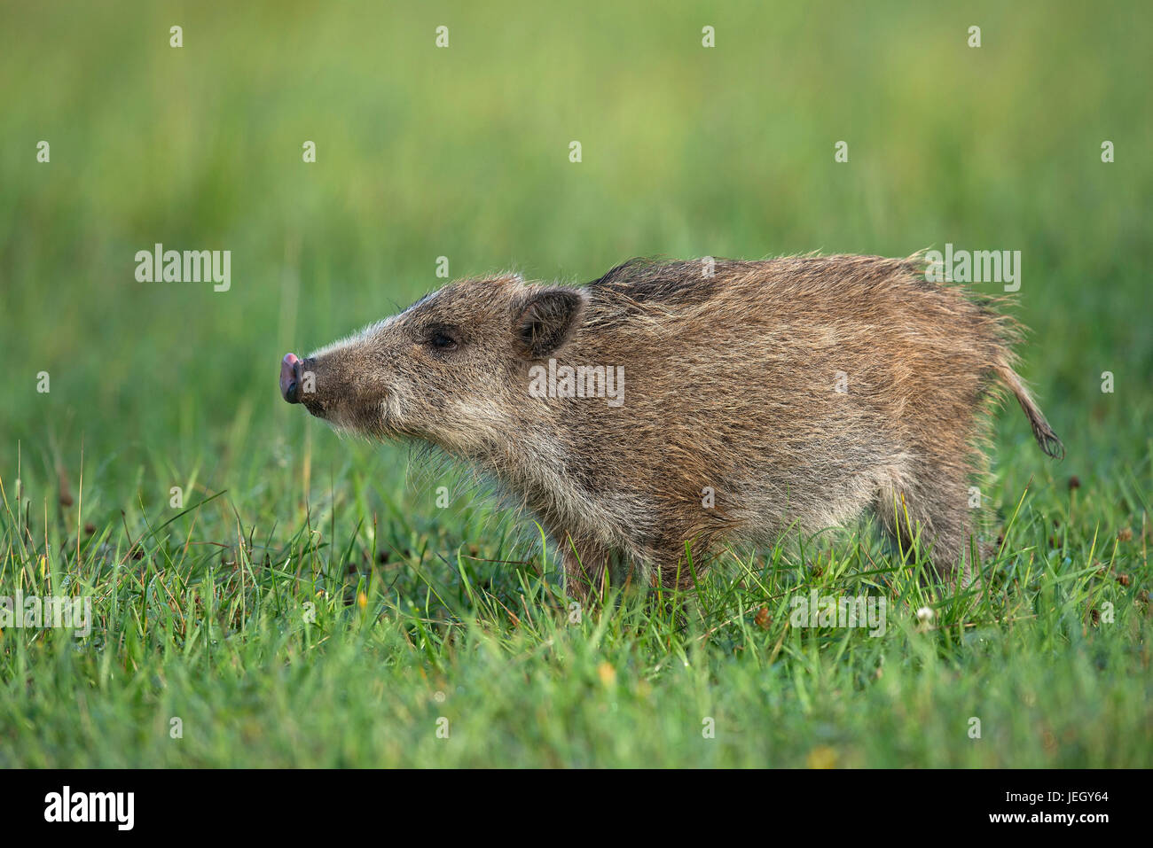 Wild boar winter on food search, Sus scrofa, Wildschwein Winter auf ...