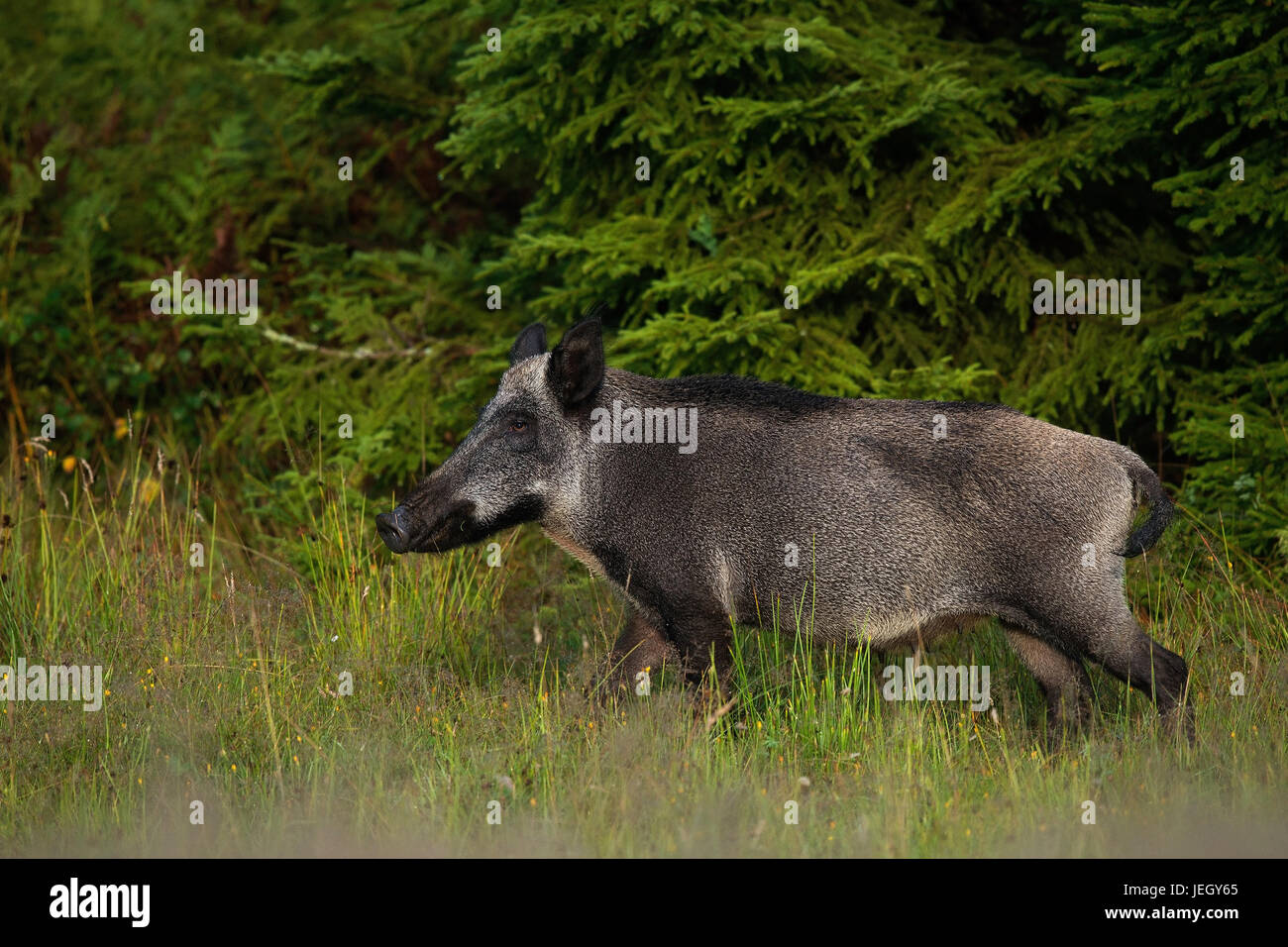 Wild boar winter on food search, Sus scrofa, Wildschwein Winter auf ...