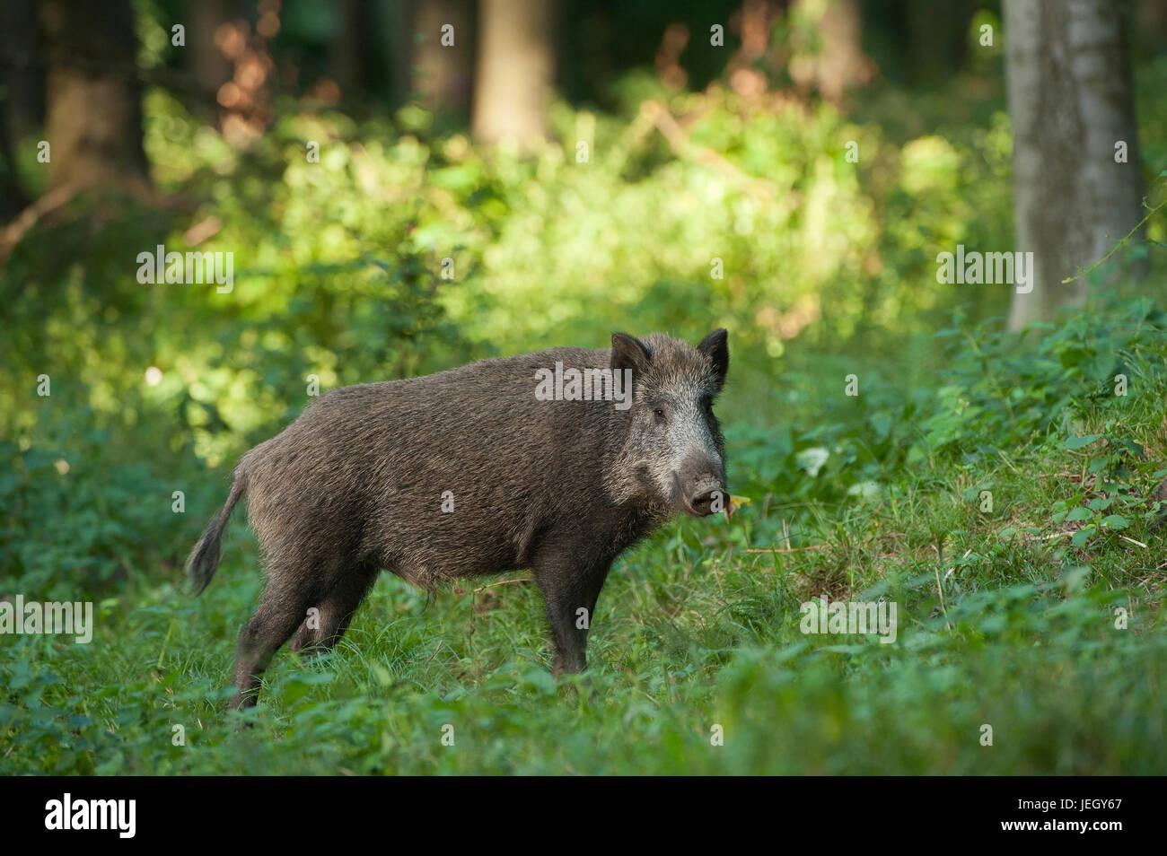 Wild boar winter on food search, Sus scrofa, Wildschwein Winter auf ...
