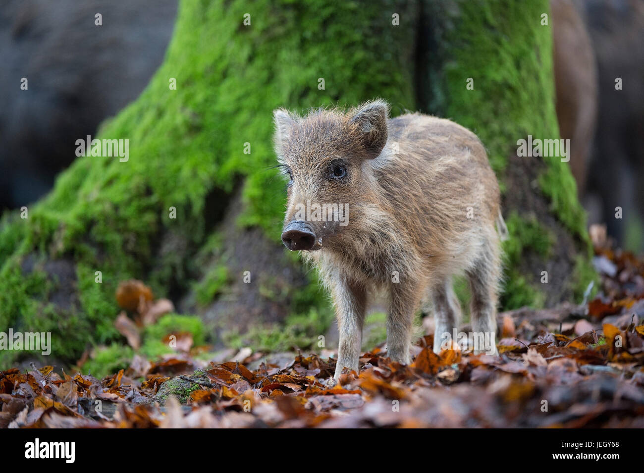 Wildschwein frischling hi-res stock photography and images - Alamy