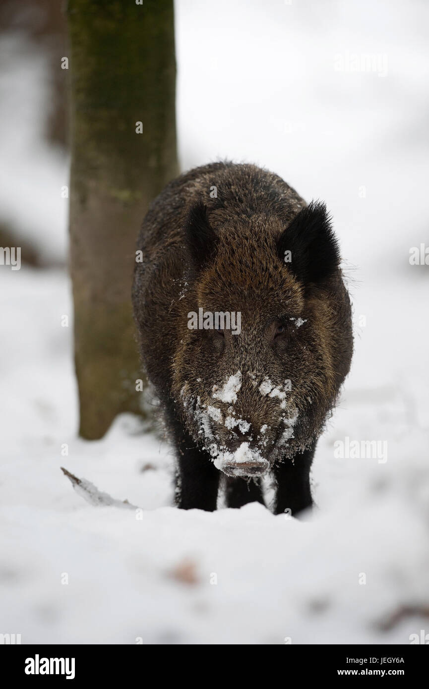 Wild boar in winter on food search, Sus scrofa, Wildschwein im Winter ...